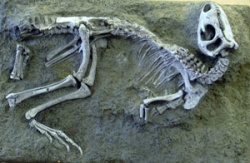 Dinosaurios - Nanosaurus